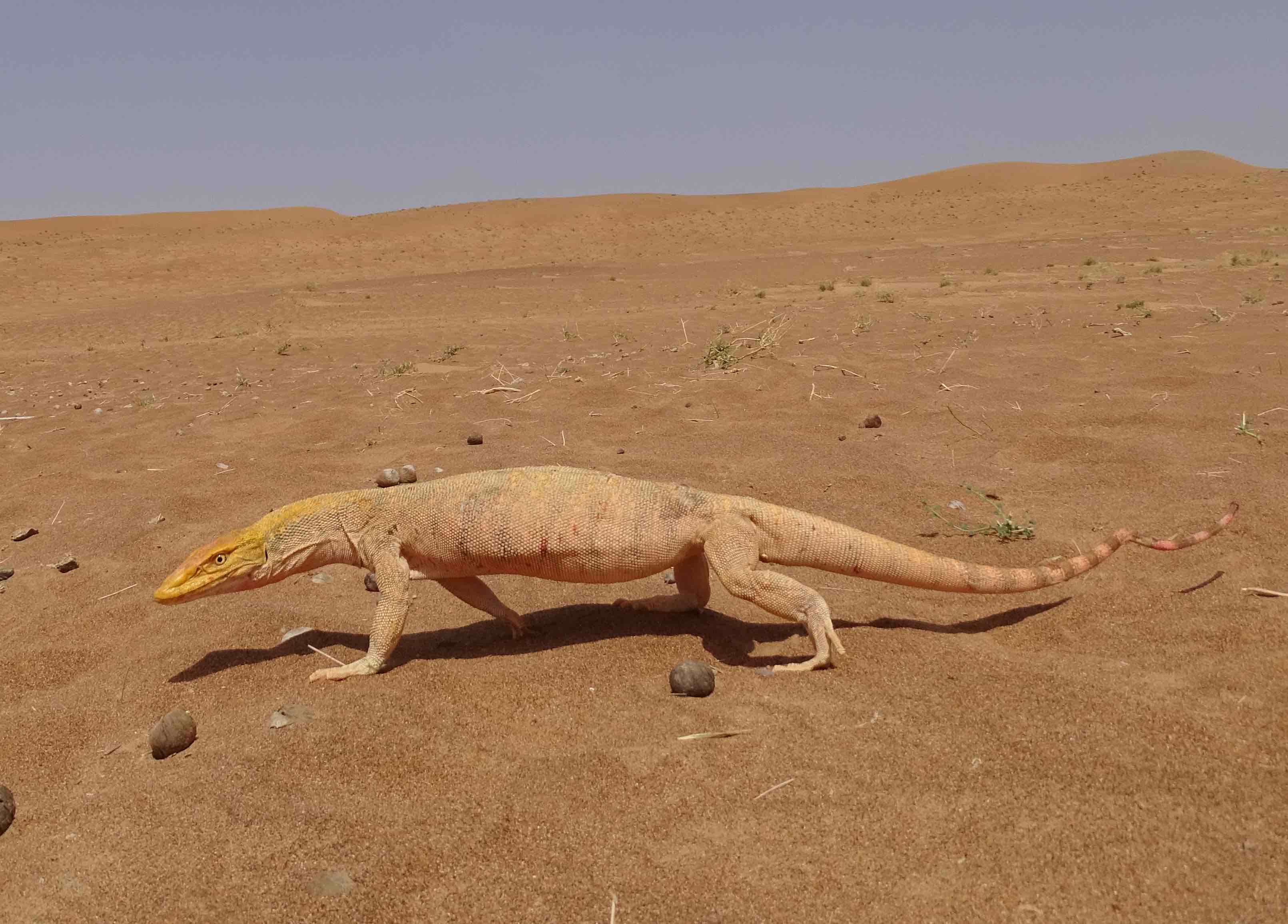 Institut de Biologia Evolutiva - CSIC UPF (UPF)