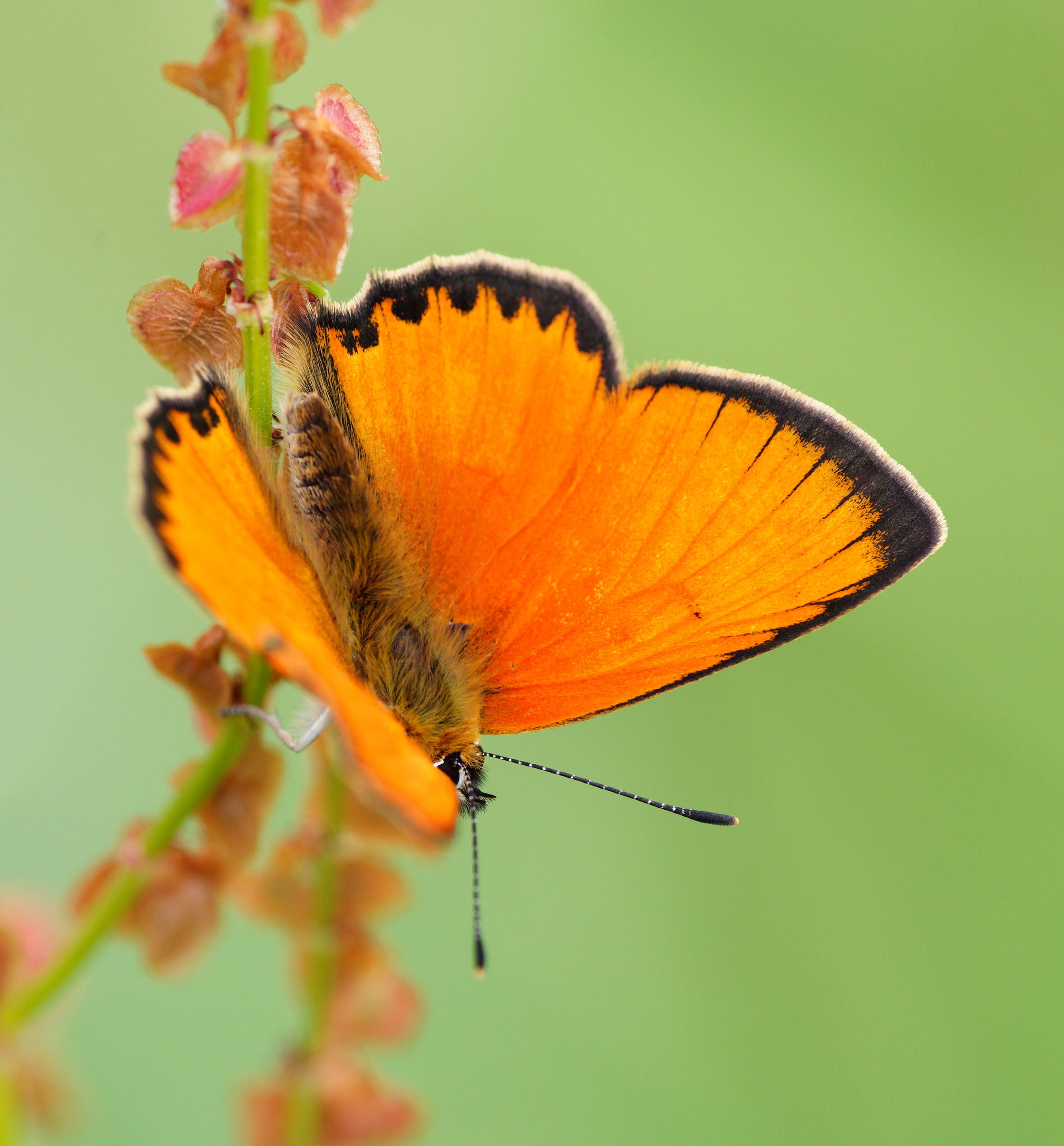 How butterflies survived the Ice Age reveals clues to their future in ...